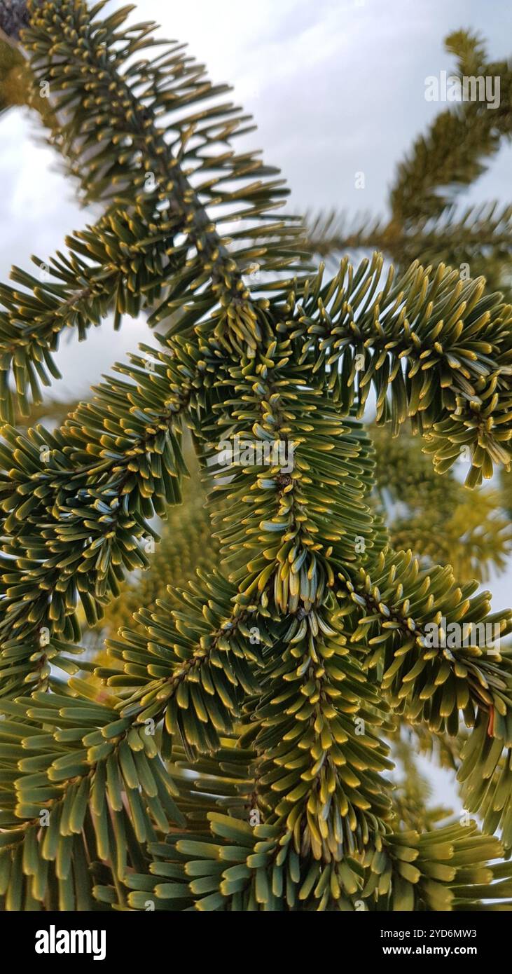 Pacific silver fir (Abies amabilis Stock Photo - Alamy