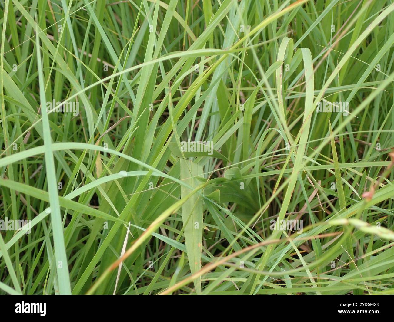 Red Triton (Tritonia disticha Stock Photo - Alamy