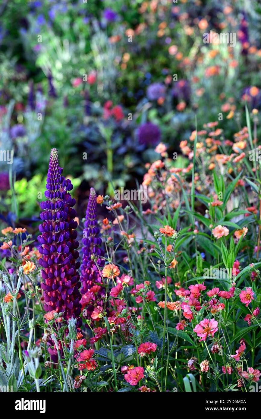 Lupinus masterpiece,lupin masterpiece,lupins,purple Lupin,flowers ...