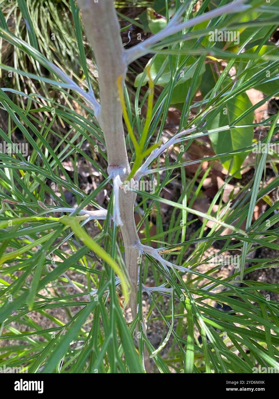 Darwin Silky Oak (Grevillea pteridifolia Stock Photo - Alamy