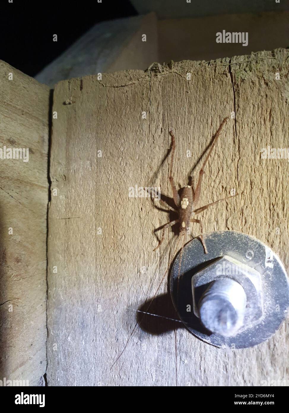 Camel Crickets, Cave Crickets, and Cave Wēta (Rhaphidophoridae Stock ...