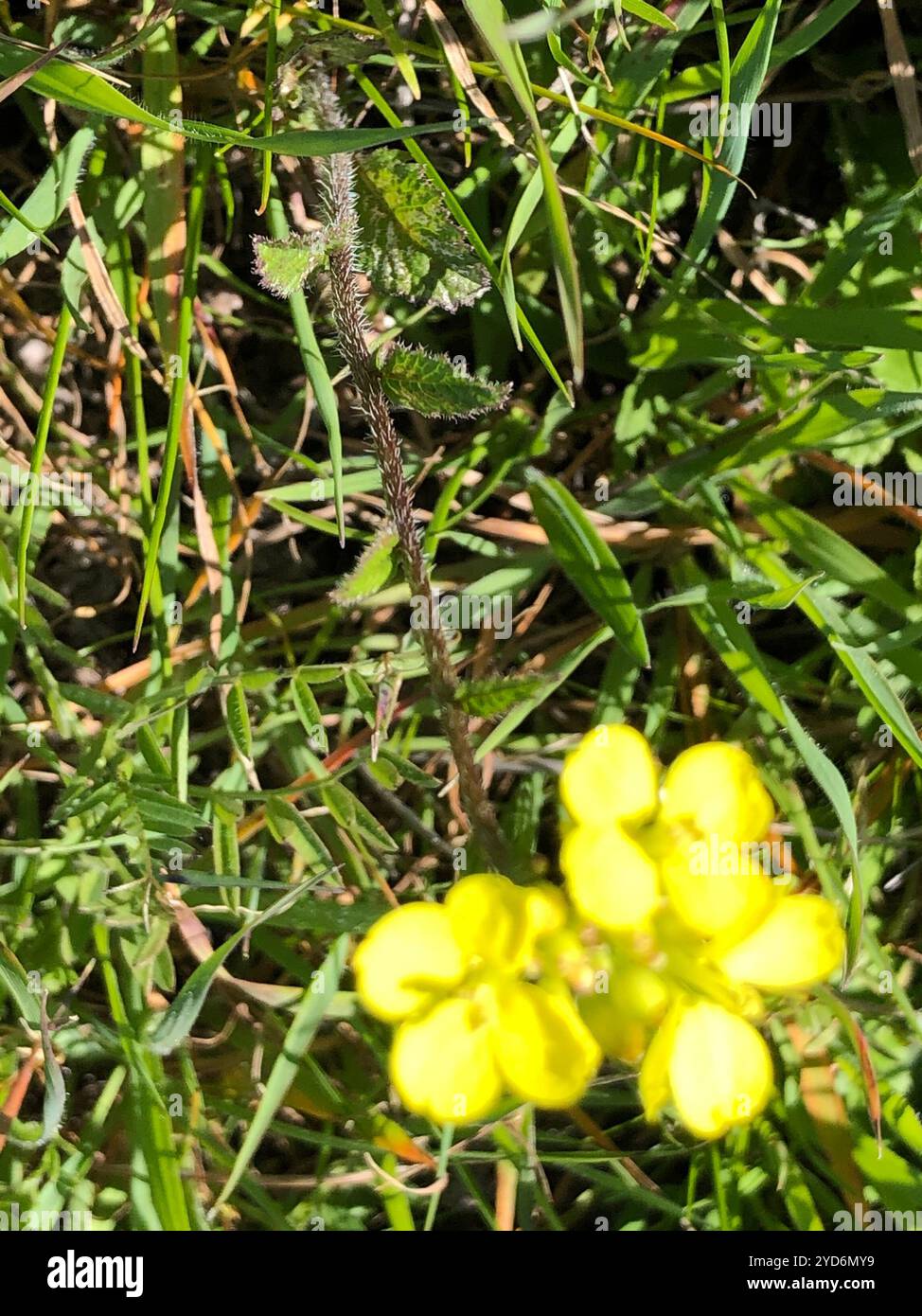 charlock (Mutarda arvensis Stock Photo - Alamy