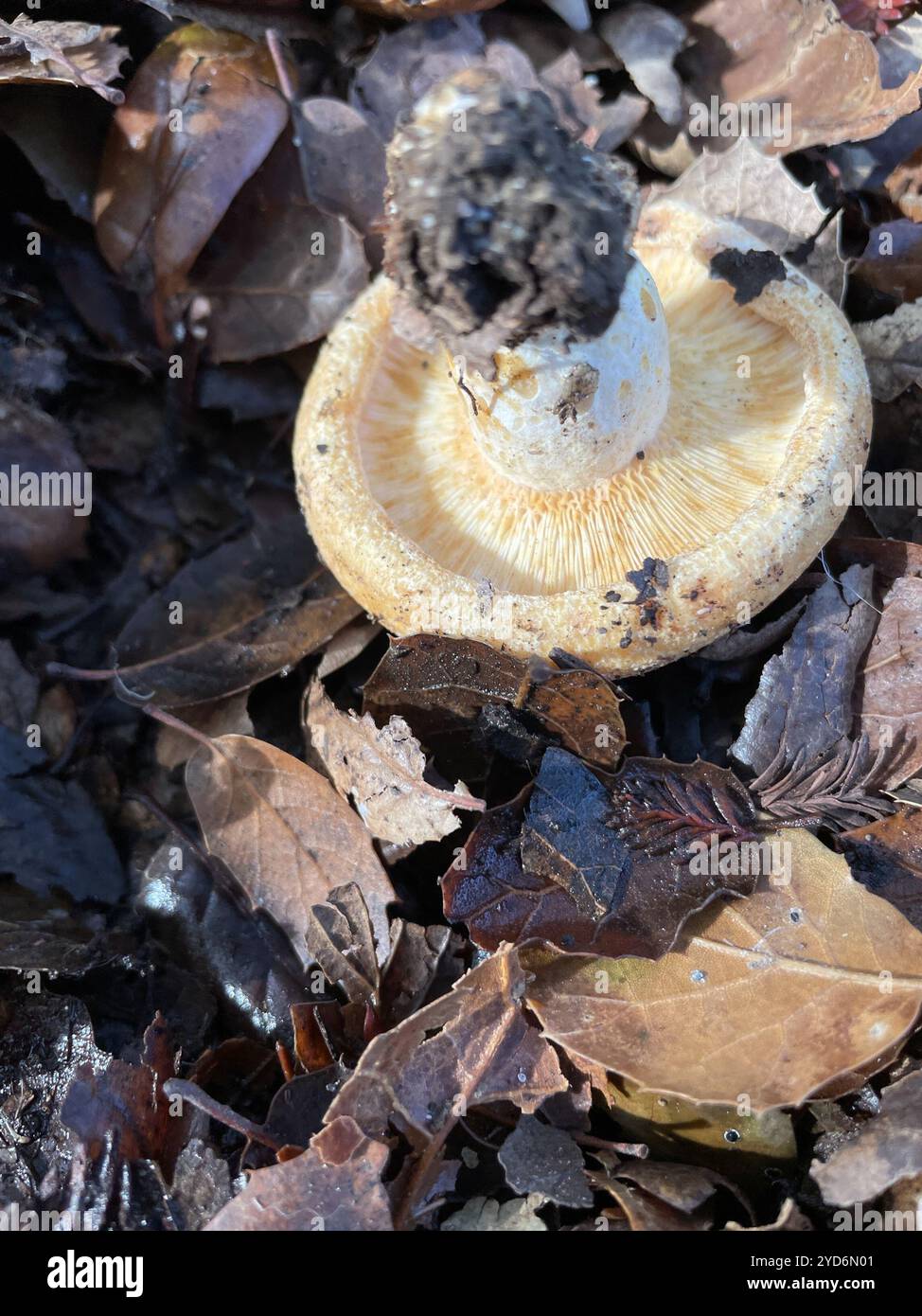 golden milkcap (Lactarius alnicola Stock Photo - Alamy