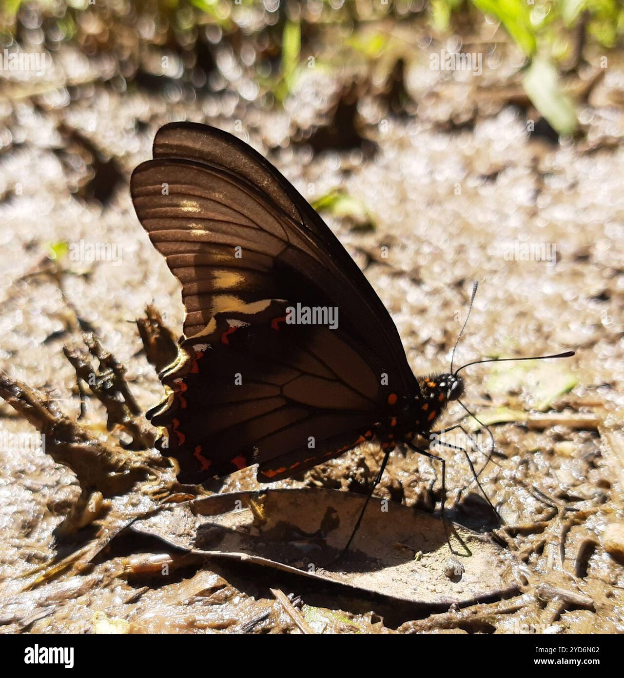 Polydamas Swallowtail (Battus polydamas Stock Photo - Alamy