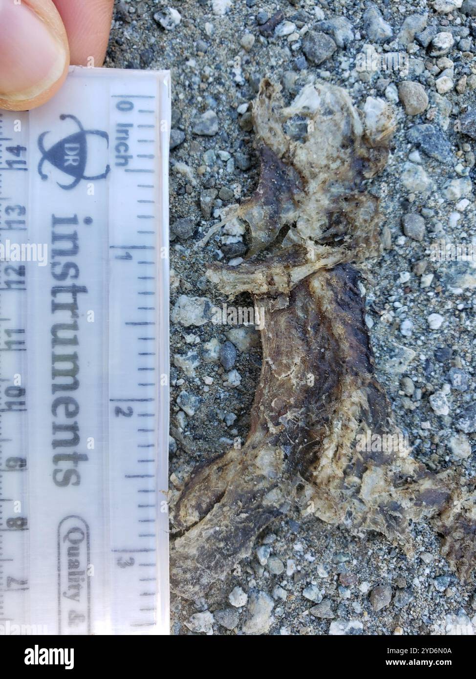 Pacific Newts (Taricha Stock Photo - Alamy