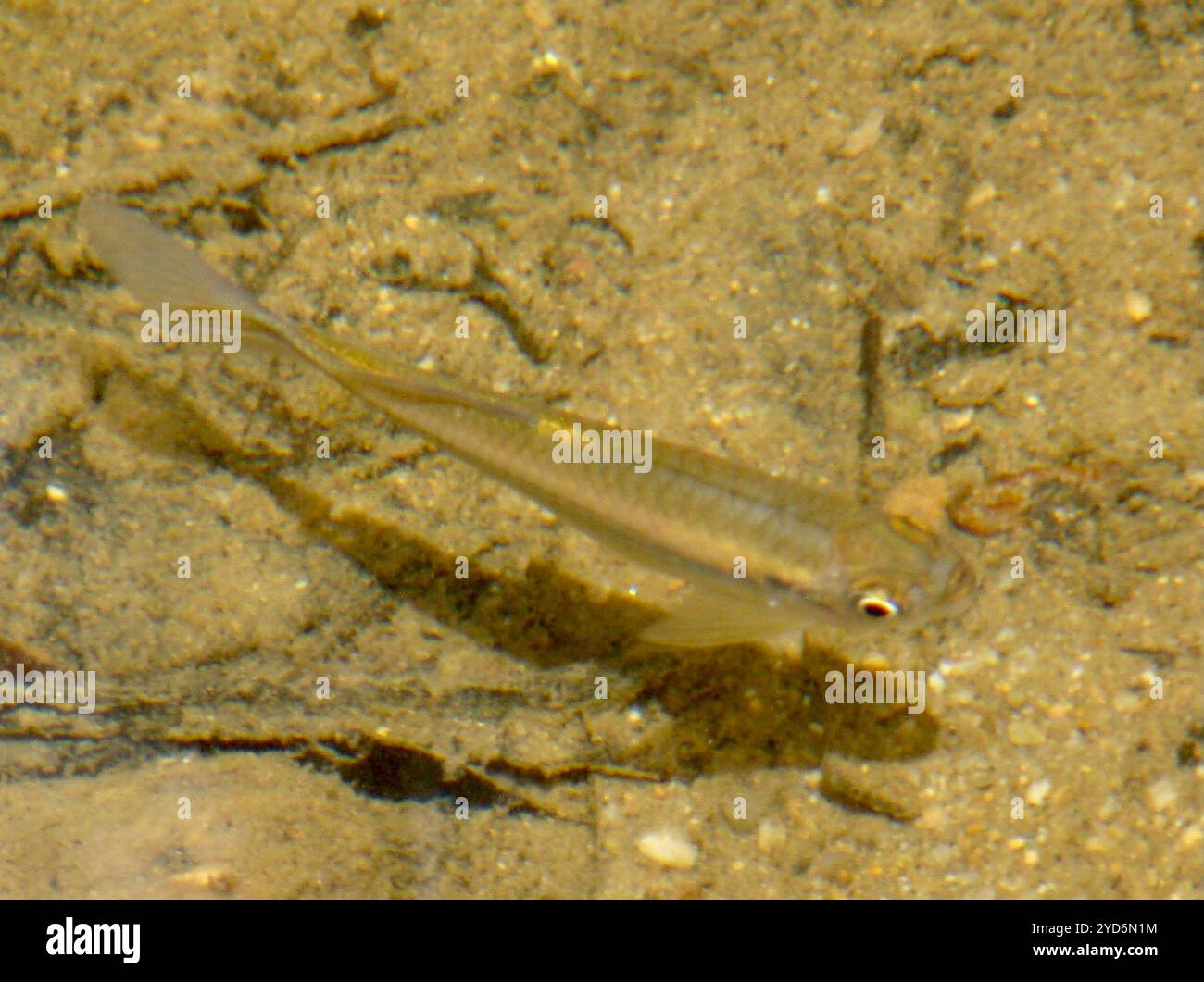 Ray-finned Fishes (Actinopterygii Stock Photo - Alamy
