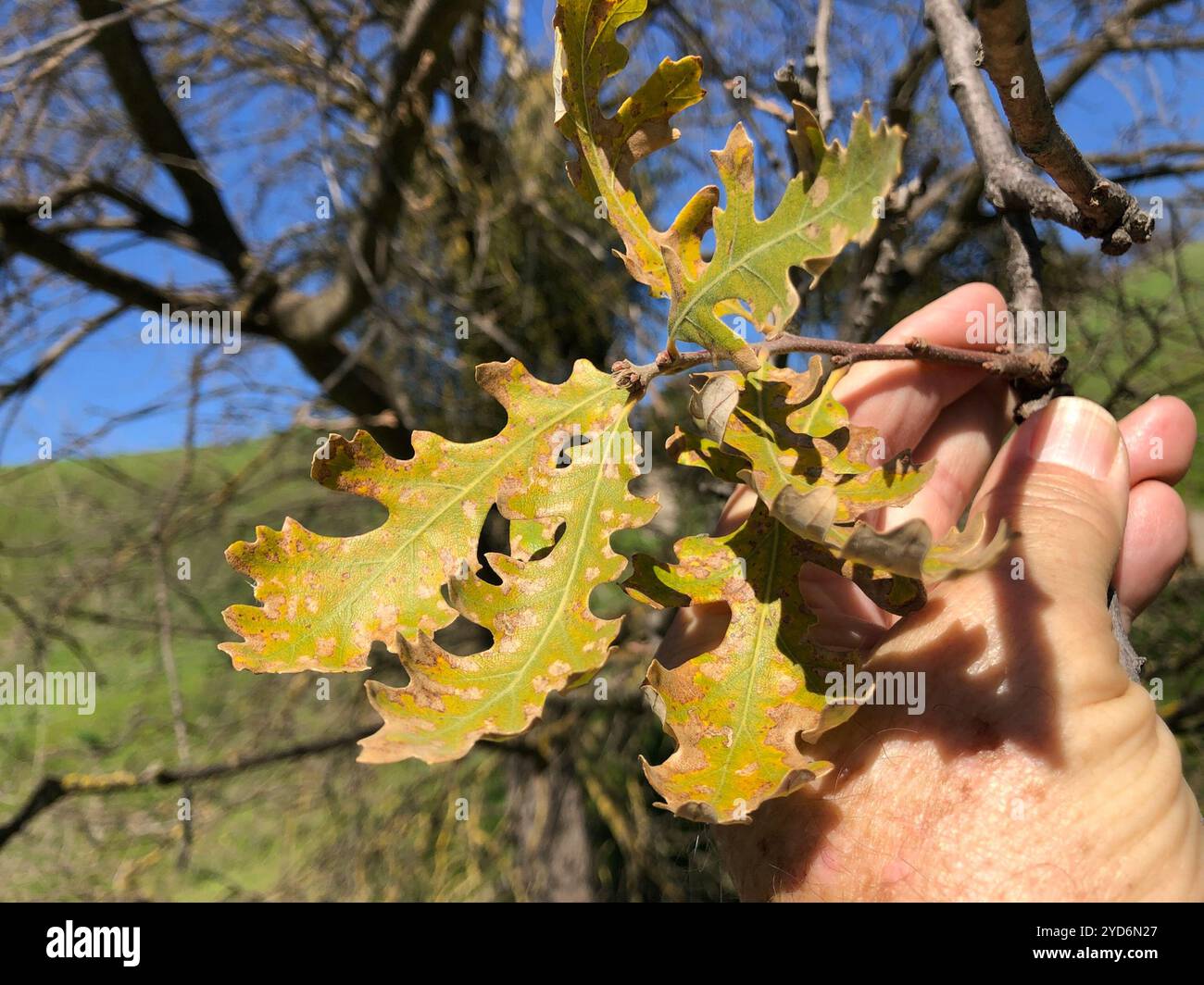 valley oak (Quercus lobata Stock Photo - Alamy