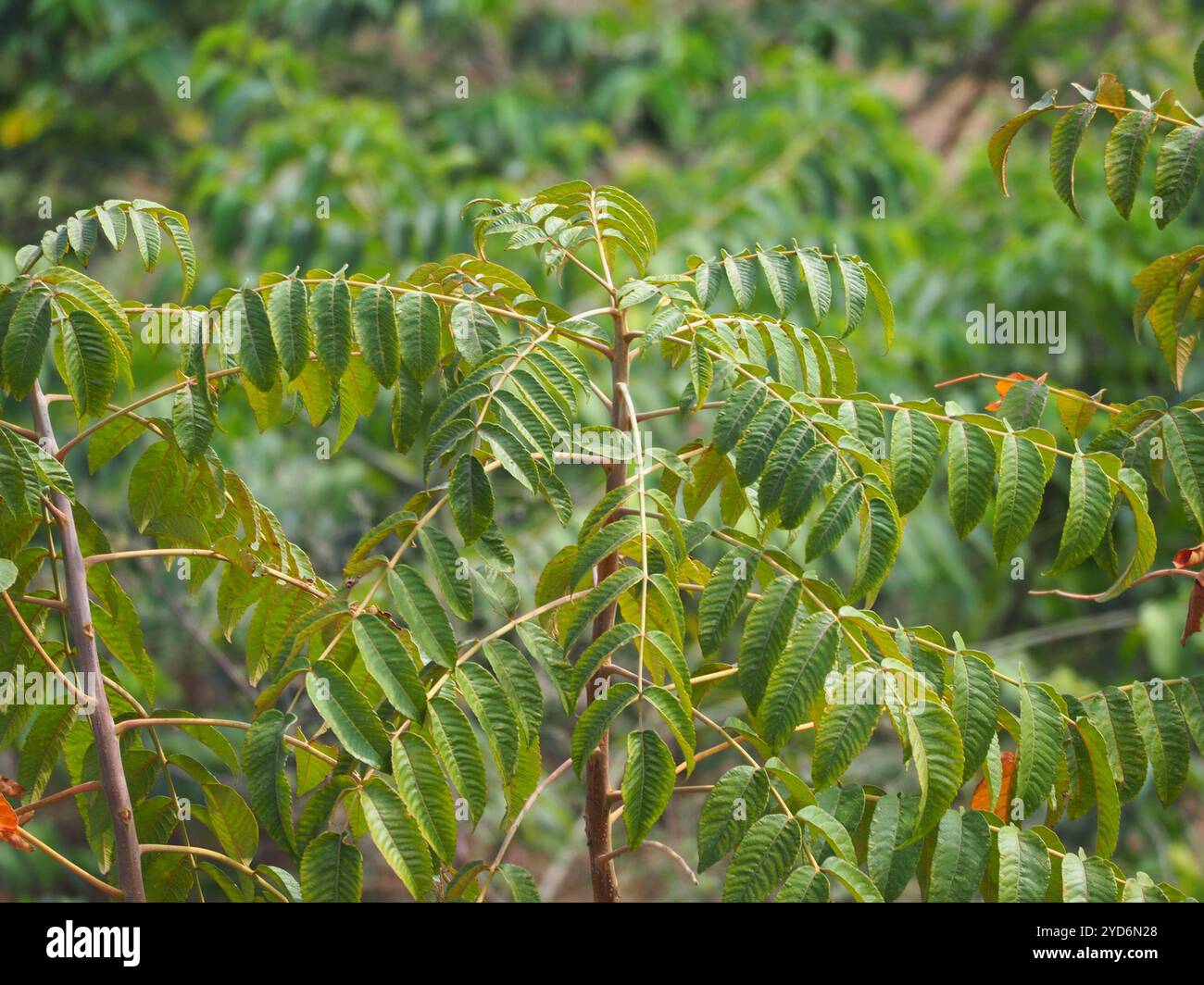 (Rhus chinensis roxburghii Stock Photo - Alamy