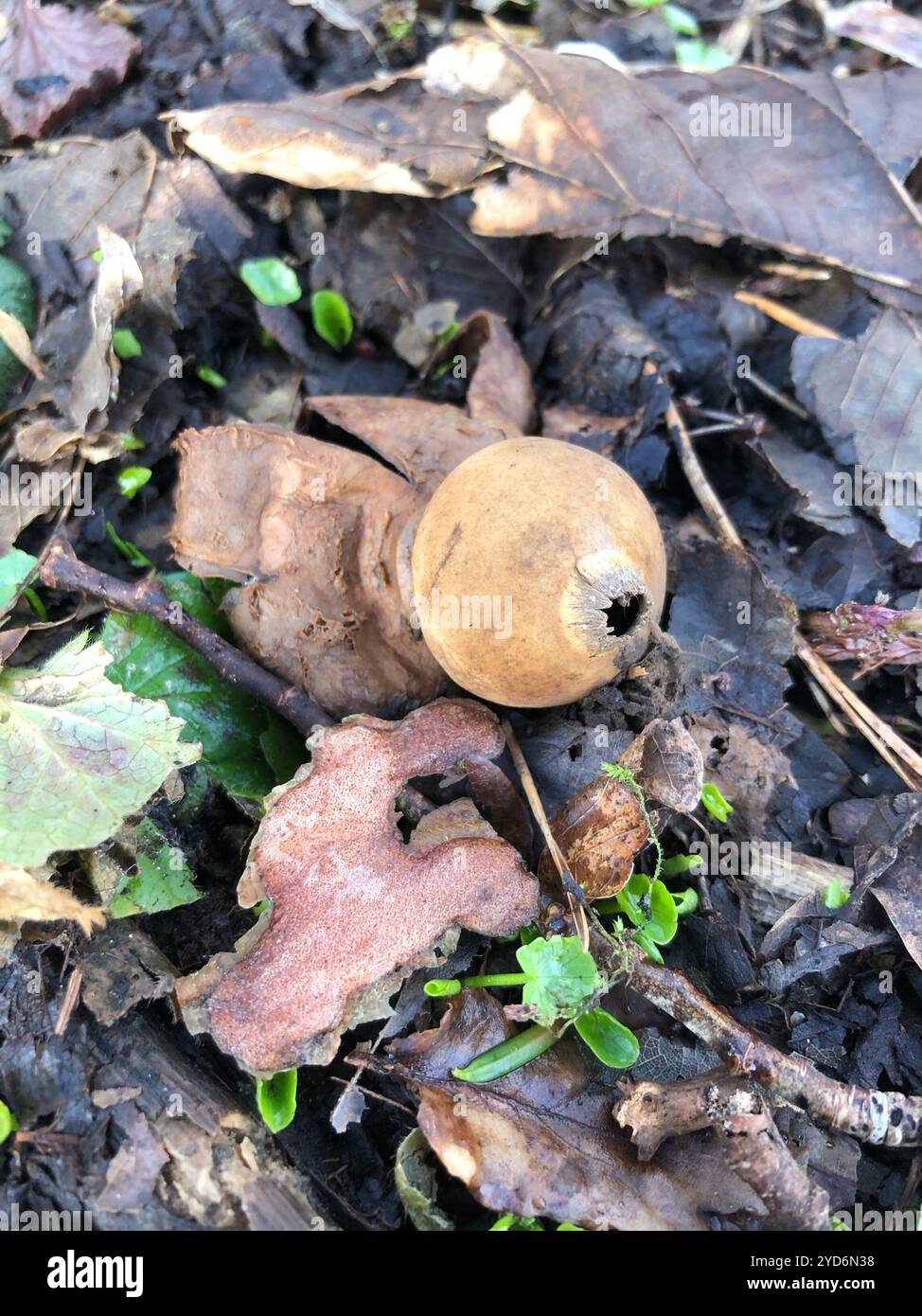 Collared Earthstar (Geastrum triplex Stock Photo - Alamy