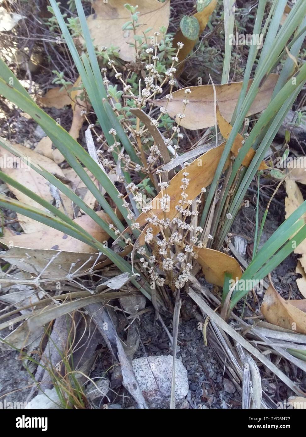 iron-grass (Lomandra multiflora dura Stock Photo - Alamy