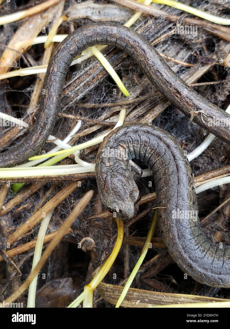 California Slender Salamander (Batrachoseps attenuatus Stock Photo - Alamy