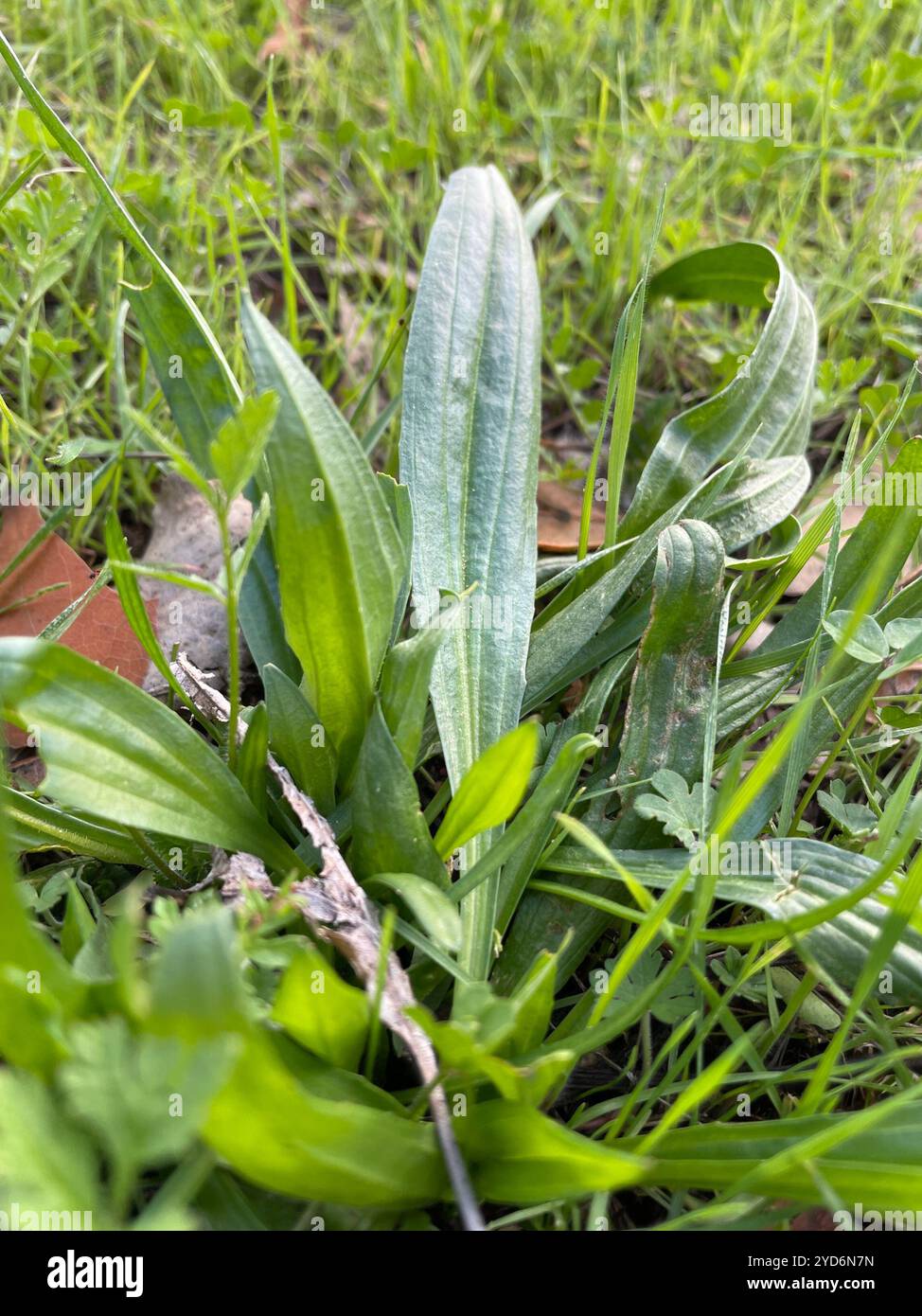 ribwort plantain (Plantago lanceolata Stock Photo - Alamy