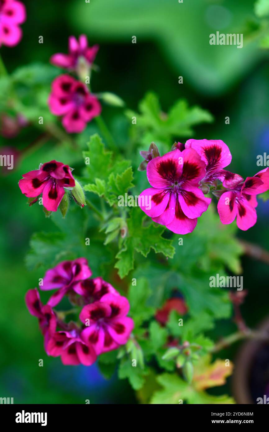 pelargonium brunswick,Pelargonium Brunswick - Regal Geranium ...