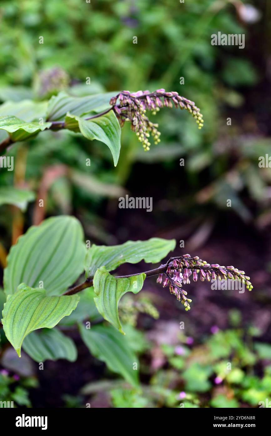 Maianthemum tatsienense,Chinese False Solomon's Seal,syn Smilacina ...