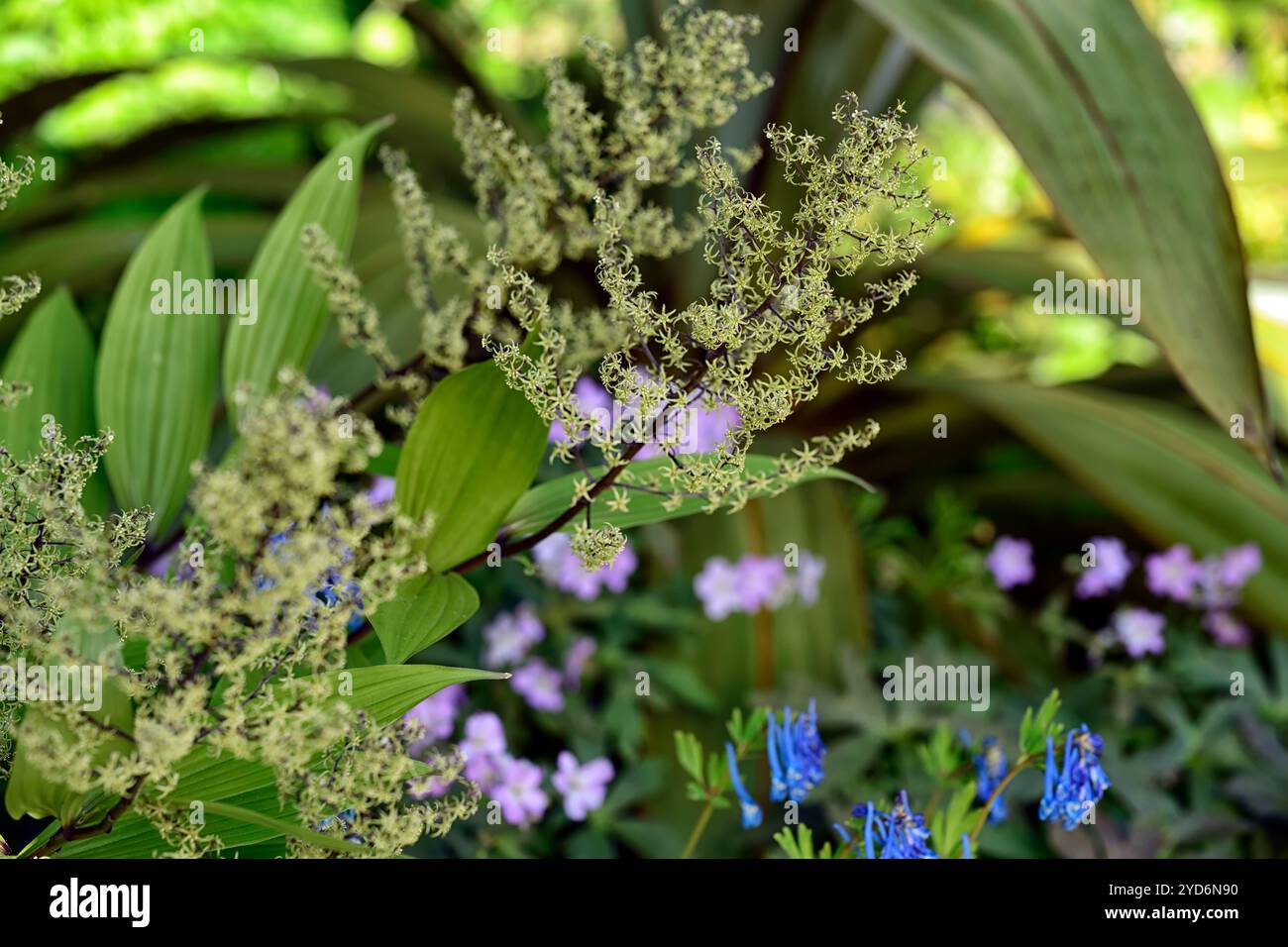 Maianthemum tatsienense,Chinese False Solomon's Seal,syn Smilacina ...