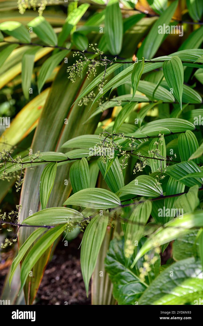 Maianthemum tatsienense,Chinese False Solomon's Seal,syn Smilacina ...