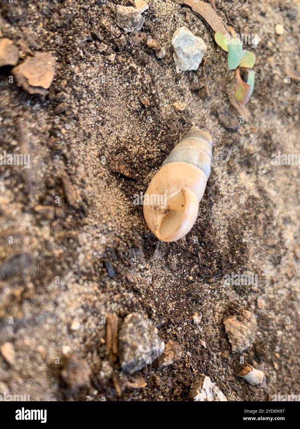 Decollate Snail (Rumina decollata Stock Photo - Alamy