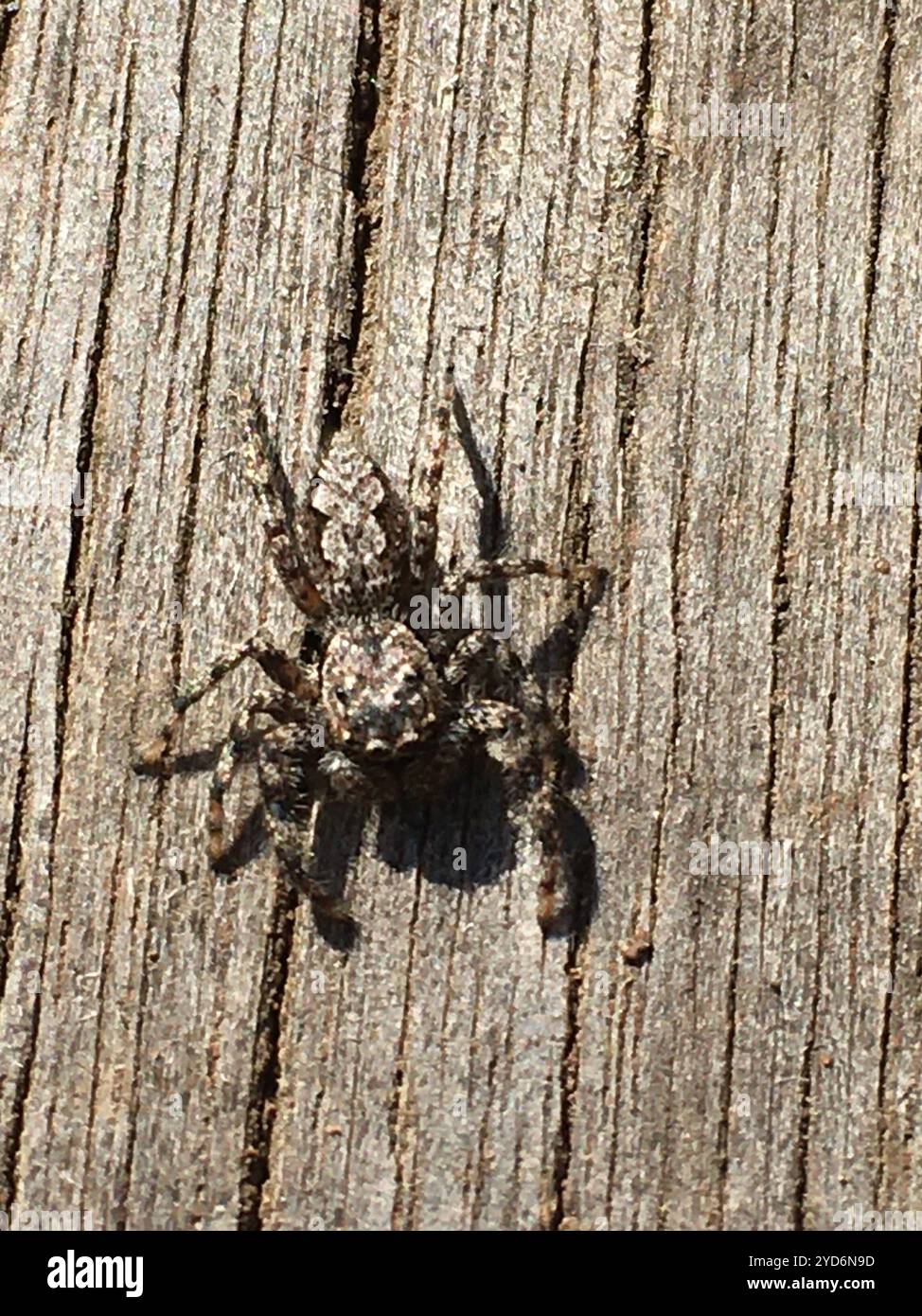 Tan Jumping Spider (Platycryptus undatus Stock Photo - Alamy
