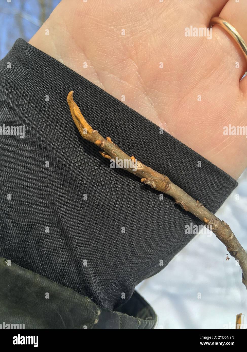 bitternut hickory (Carya cordiformis Stock Photo - Alamy