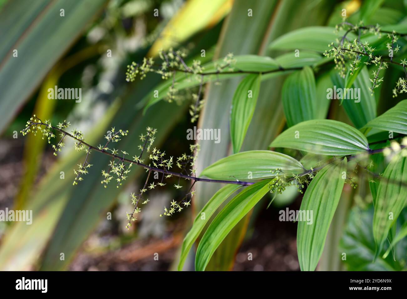 Maianthemum tatsienense,Chinese False Solomon's Seal,syn Smilacina ...
