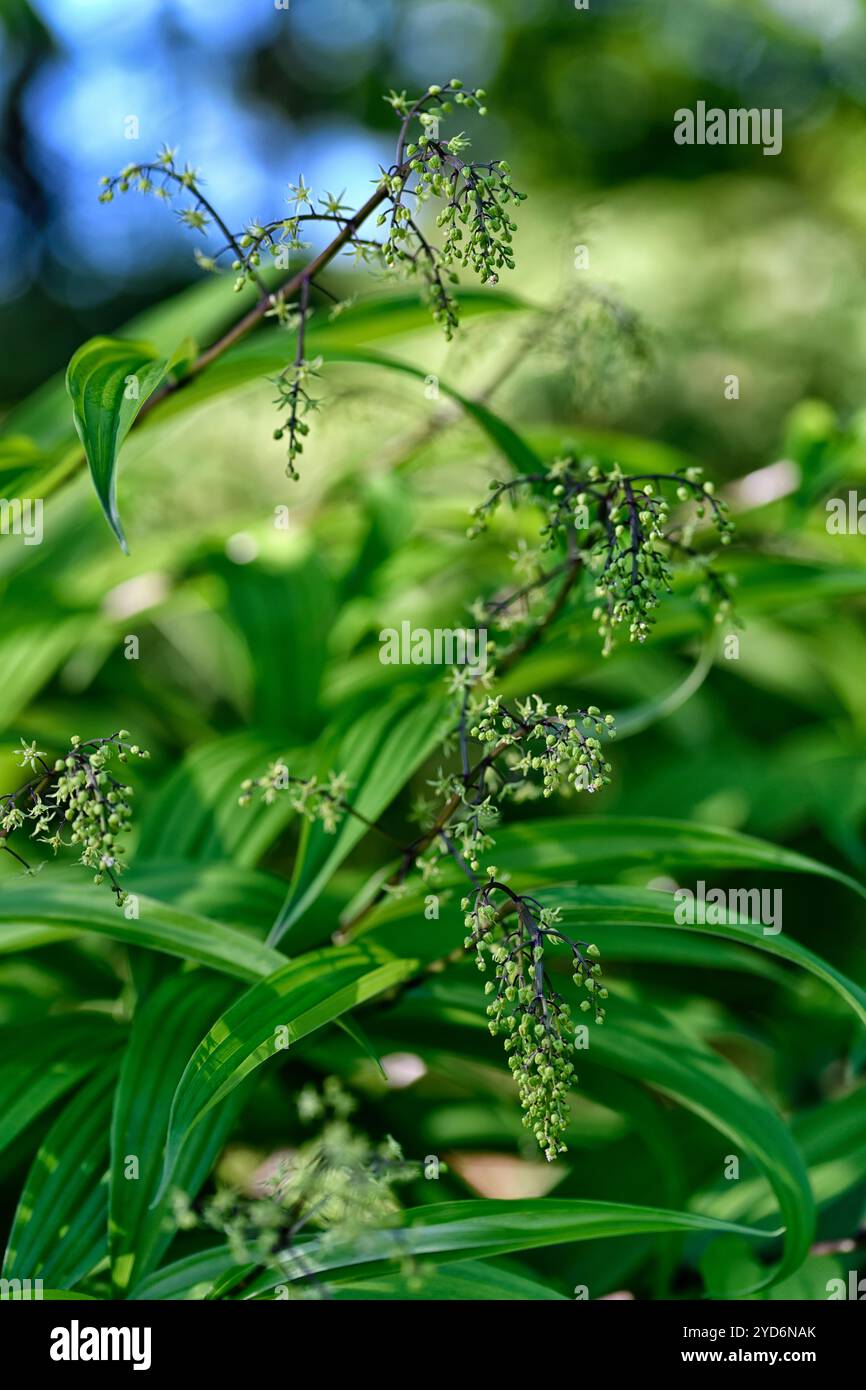 Maianthemum tatsienense,Chinese False Solomon's Seal,syn Smilacina ...