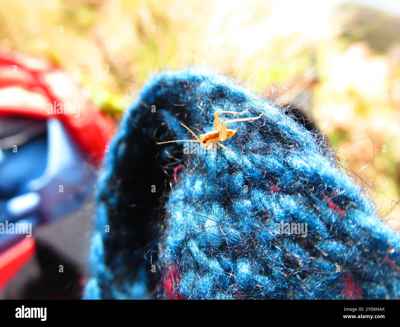 Camel Crickets, Cave Crickets, and Cave Wēta (Rhaphidophoridae Stock ...