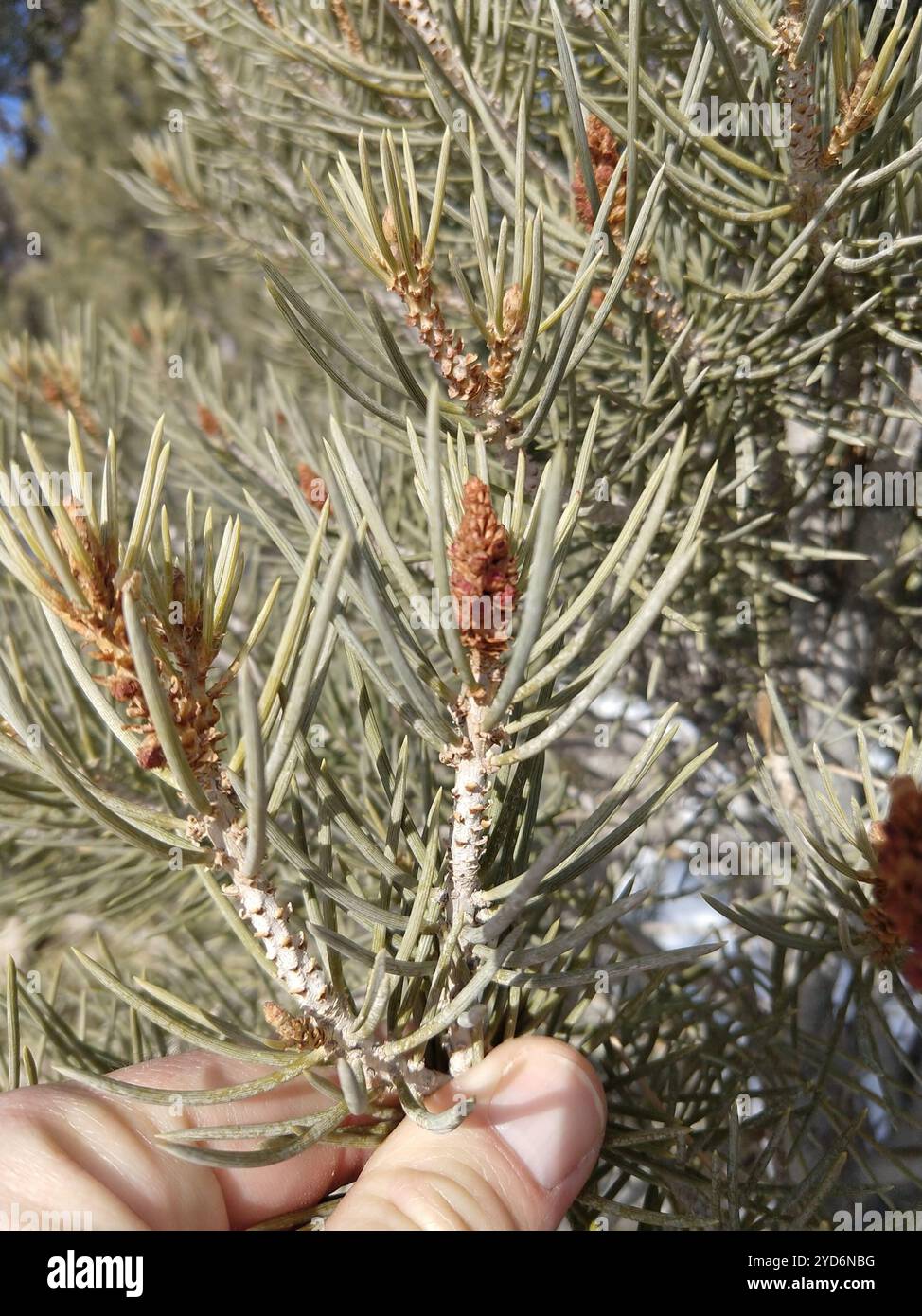 singleleaf pinyon (Pinus monophylla Stock Photo - Alamy