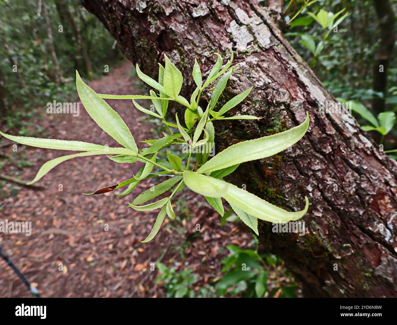 Witels (Platylophus trifoliatus Stock Photo - Alamy