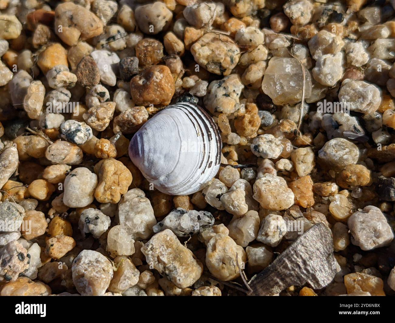 Asian Clam (Corbicula fluminea Stock Photo - Alamy