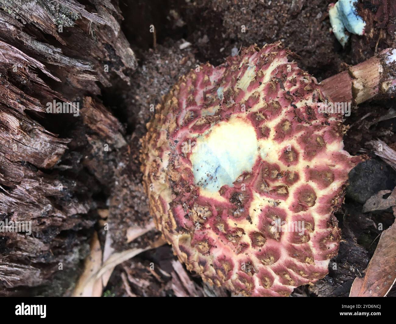 Boletellus emodensis hi-res stock photography and images - Alamy