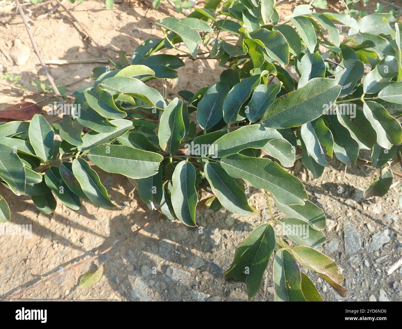 Evergreen Wisteria (Wisteriopsis reticulata Stock Photo - Alamy