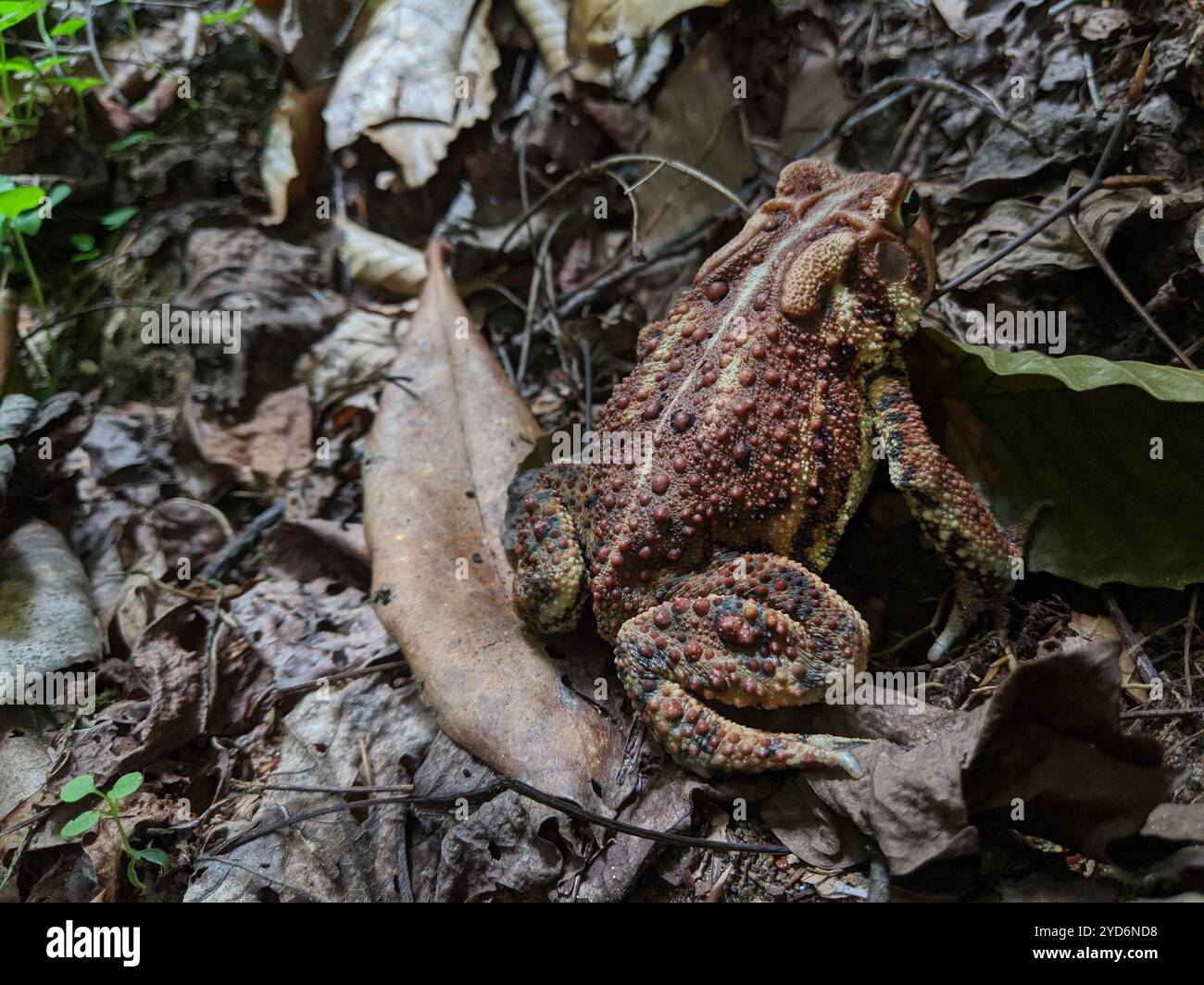 American Toad (Anaxyrus americanus Stock Photo - Alamy