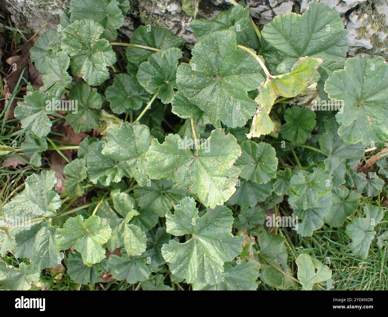 Common Mallow (Malva sylvestris Stock Photo - Alamy