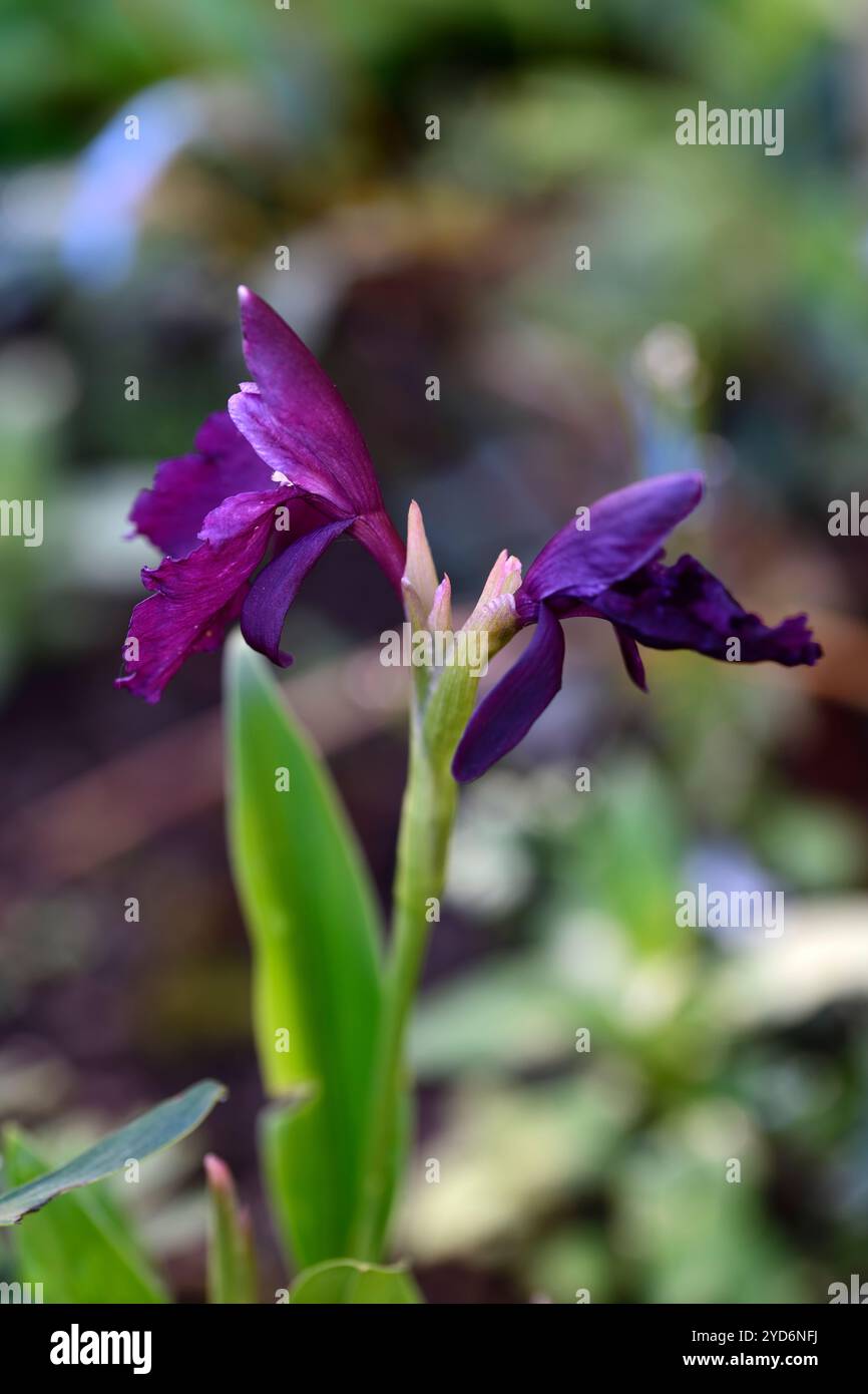 Roscoea cautleyoides Pennine Purple,purple flowers,showy orchid-like ...