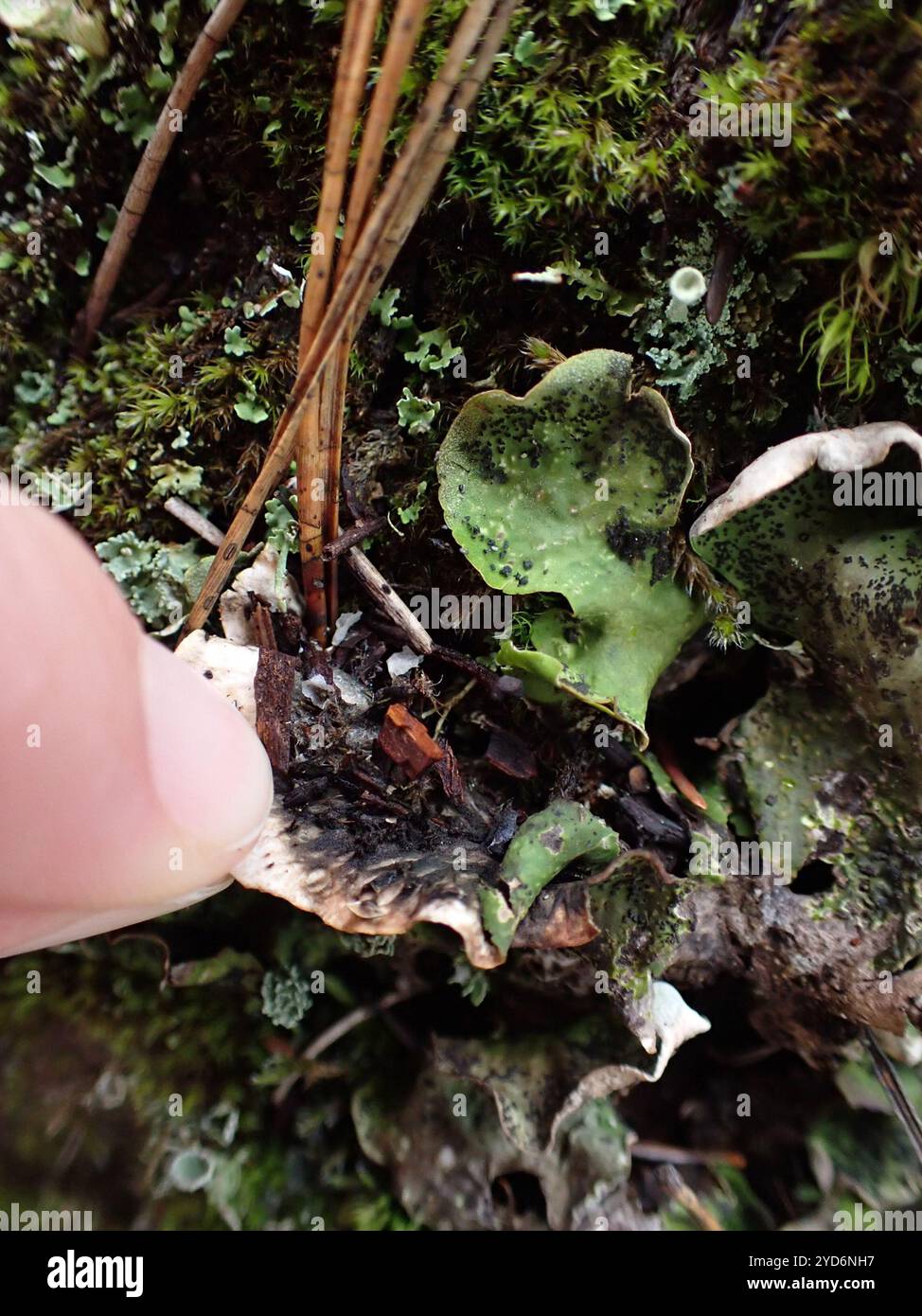 freckled pelt lichen (Peltigera aphthosa Stock Photo - Alamy