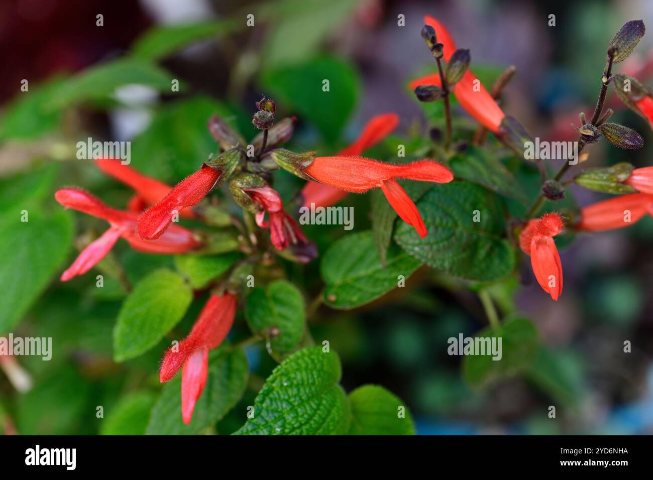 Salvia gesneriiflora Monty,syn Salvia gesneriiflora Monty,red flowers ...