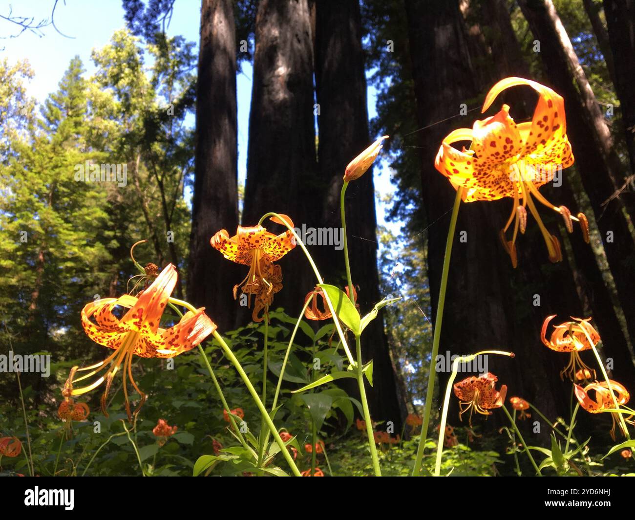 leopard lily (Lilium pardalinum pardalinum Stock Photo - Alamy