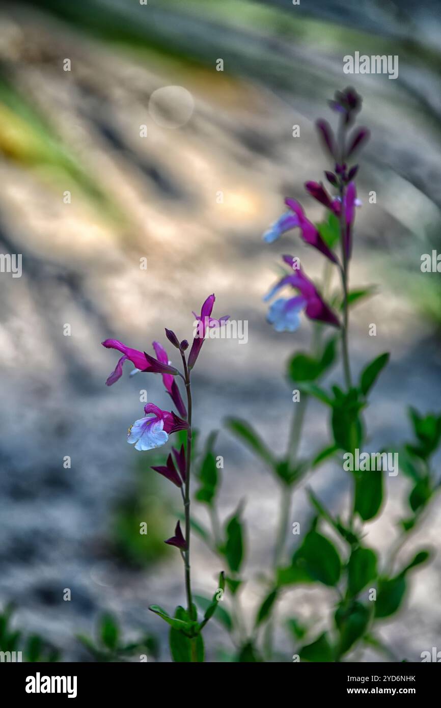 Salvia microphylla delice gold and wine hi-res stock photography and ...