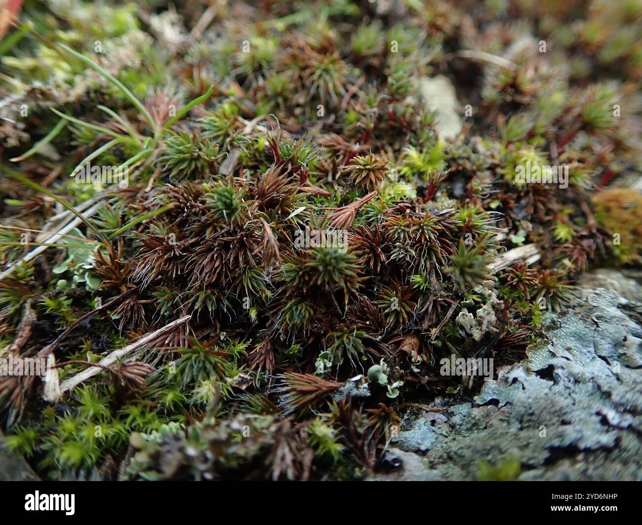 bristly haircap moss (Polytrichum piliferum Stock Photo - Alamy