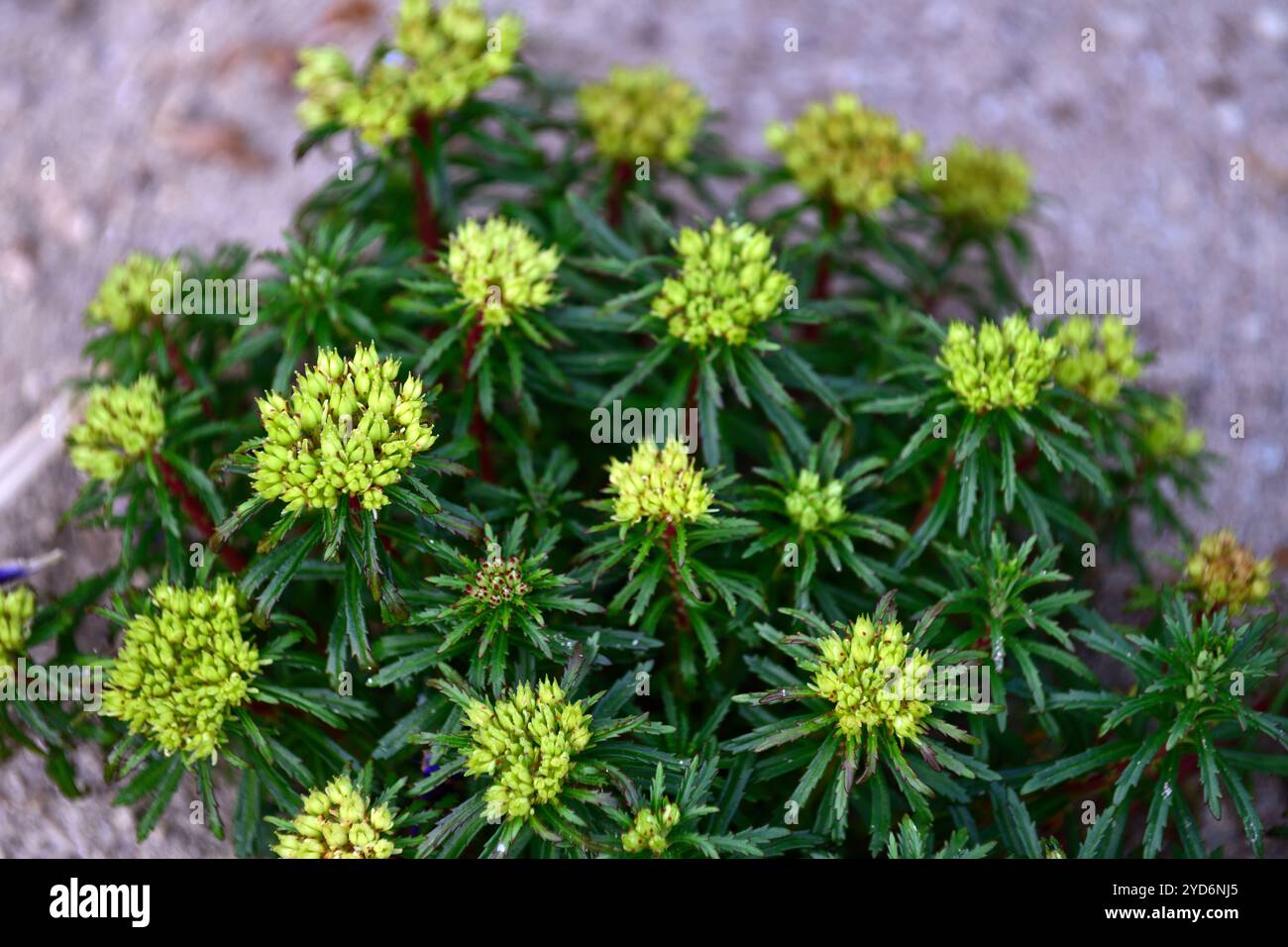 rhodiola tibetica,Tibetan Rhodiola,Red Sedum,flowering,flowers,shrub ...