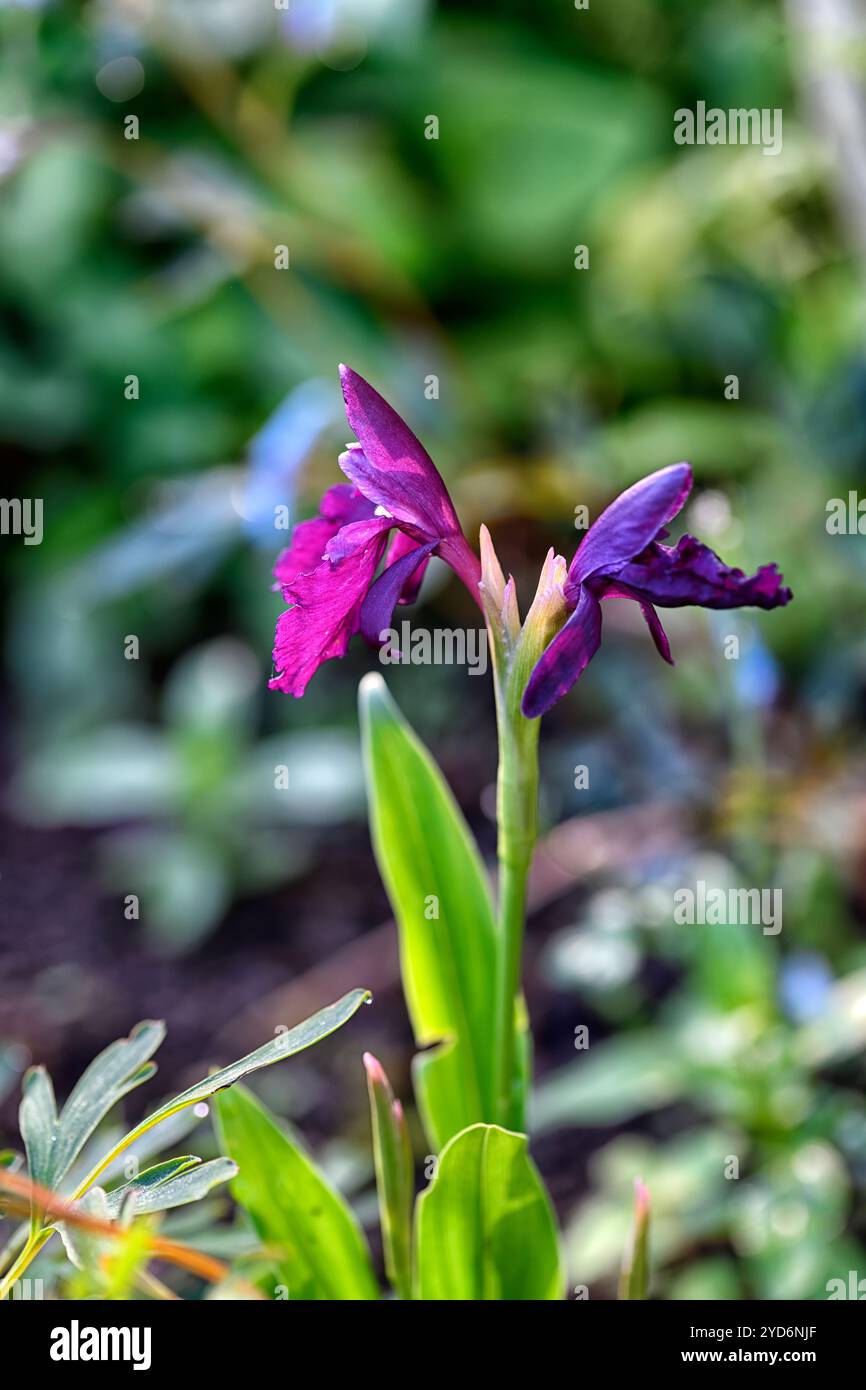 Roscoea cautleyoides pennine purple hi-res stock photography and images ...