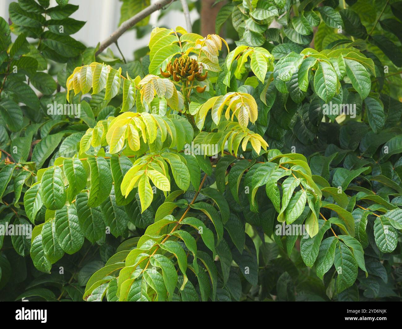 African tulip tree (Spathodea campanulata Stock Photo - Alamy