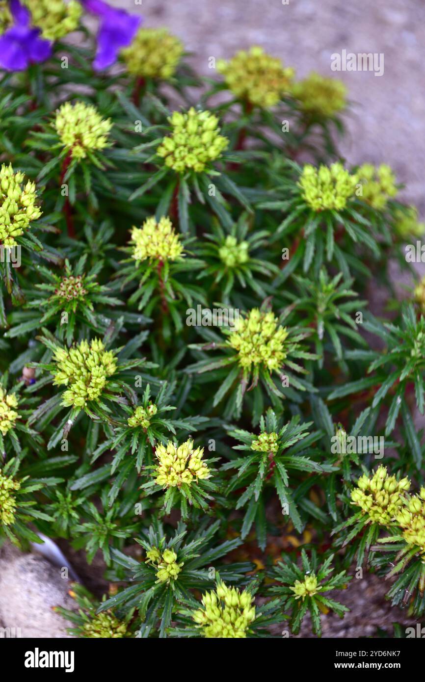 Rhodiola tibetica hi-res stock photography and images - Alamy