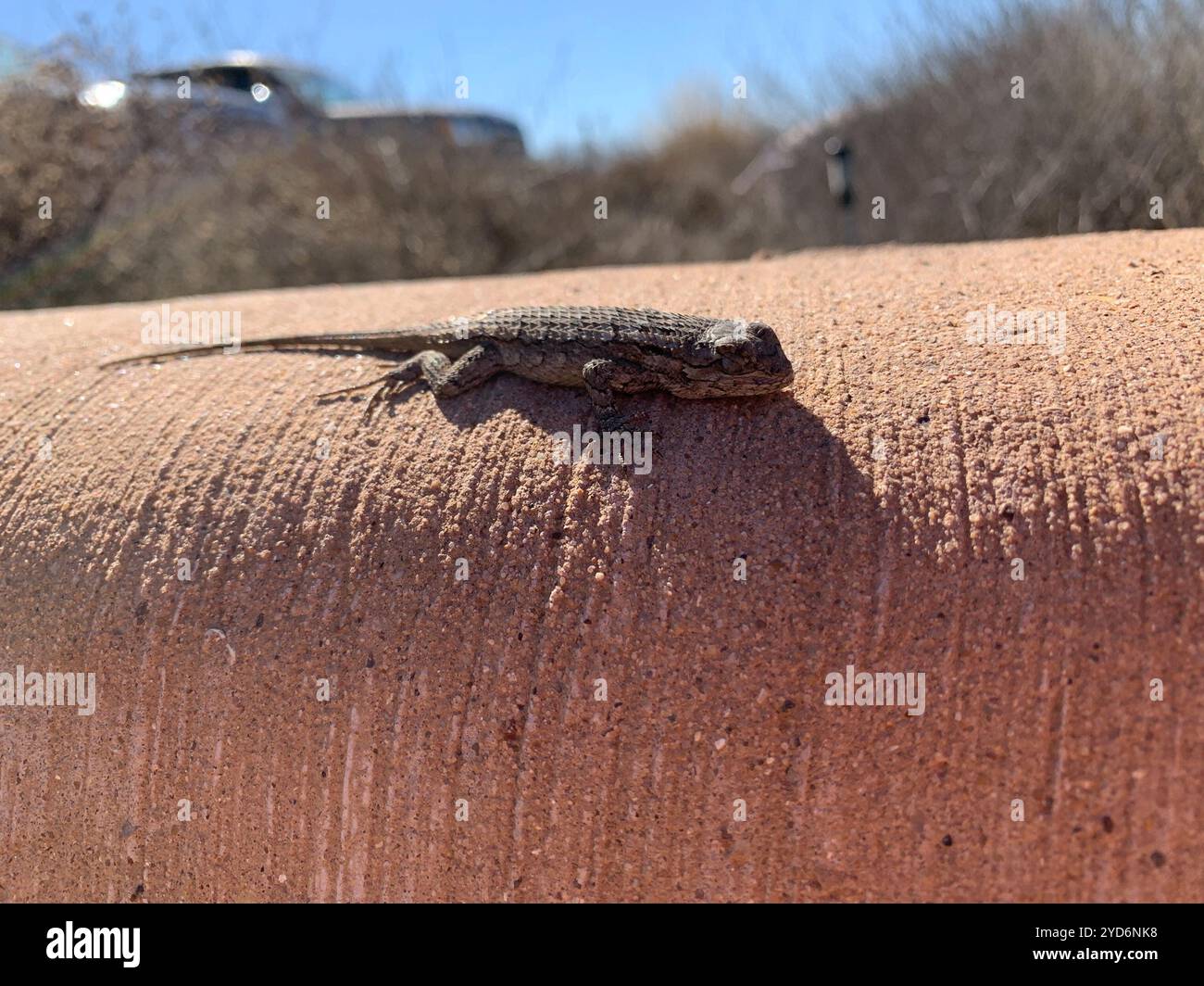 Texas Spiny Lizard (Sceloporus olivaceus Stock Photo - Alamy