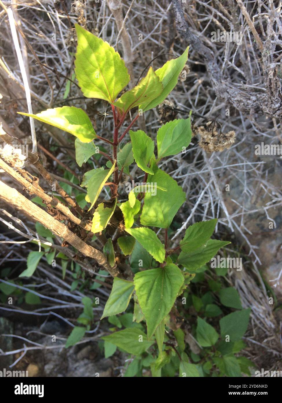 Crofton Weed (Ageratina adenophora Stock Photo - Alamy