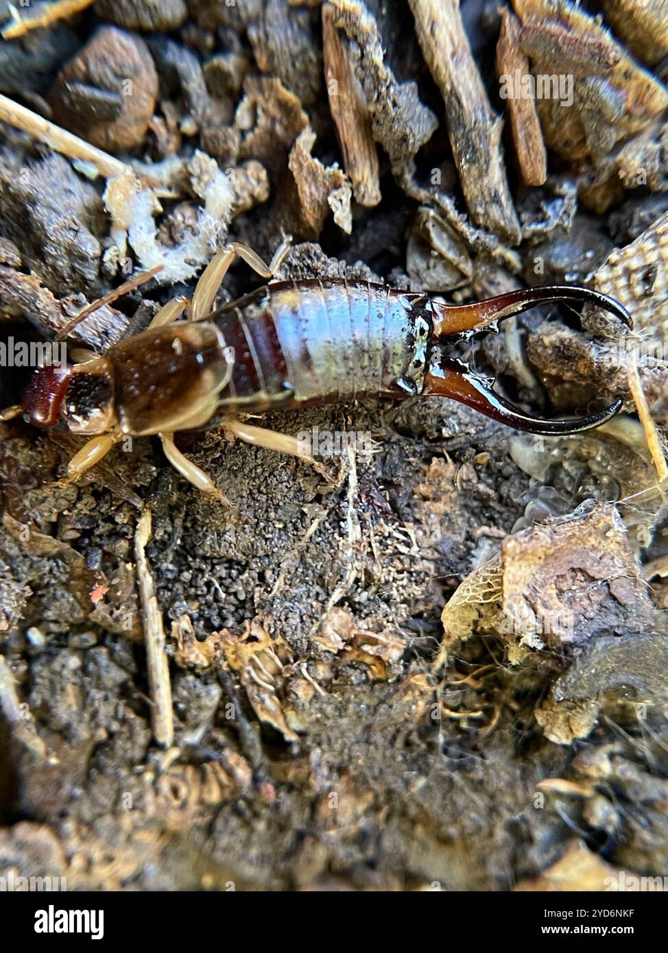 European Earwig Complex (Forficula auricularia Stock Photo - Alamy