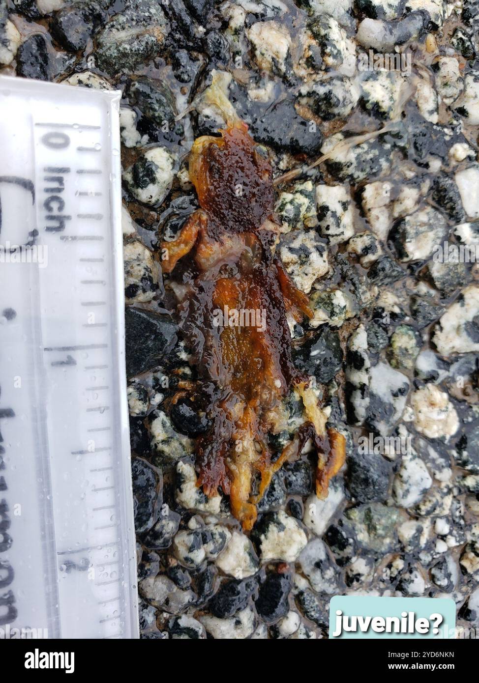 Pacific Newts (Taricha Stock Photo - Alamy