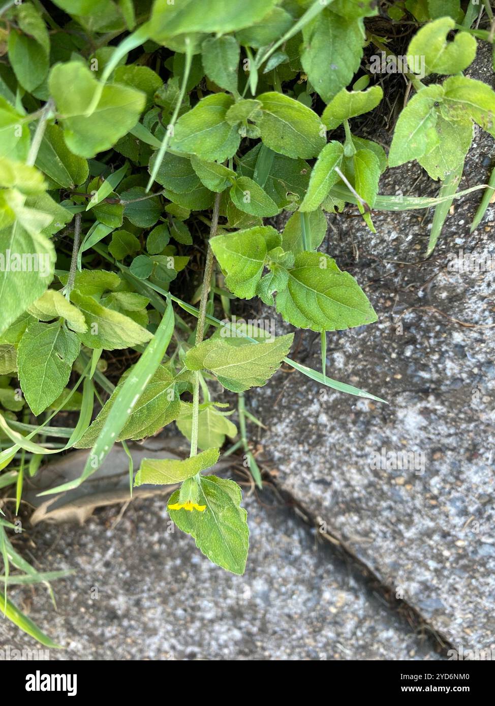 straggler daisy (Calyptocarpus vialis Stock Photo - Alamy