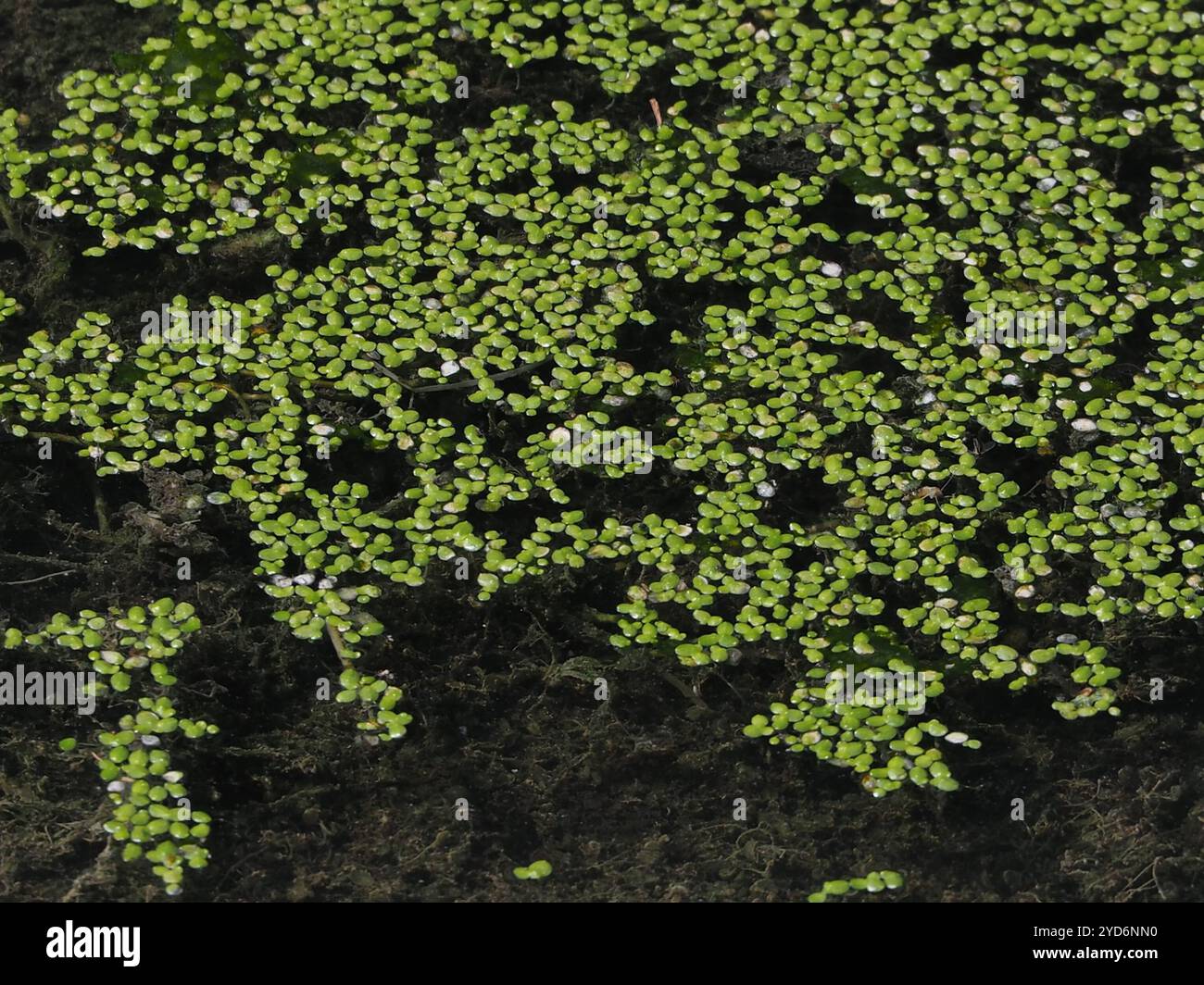 lesser duckweed (Lemna aequinoctialis Stock Photo - Alamy