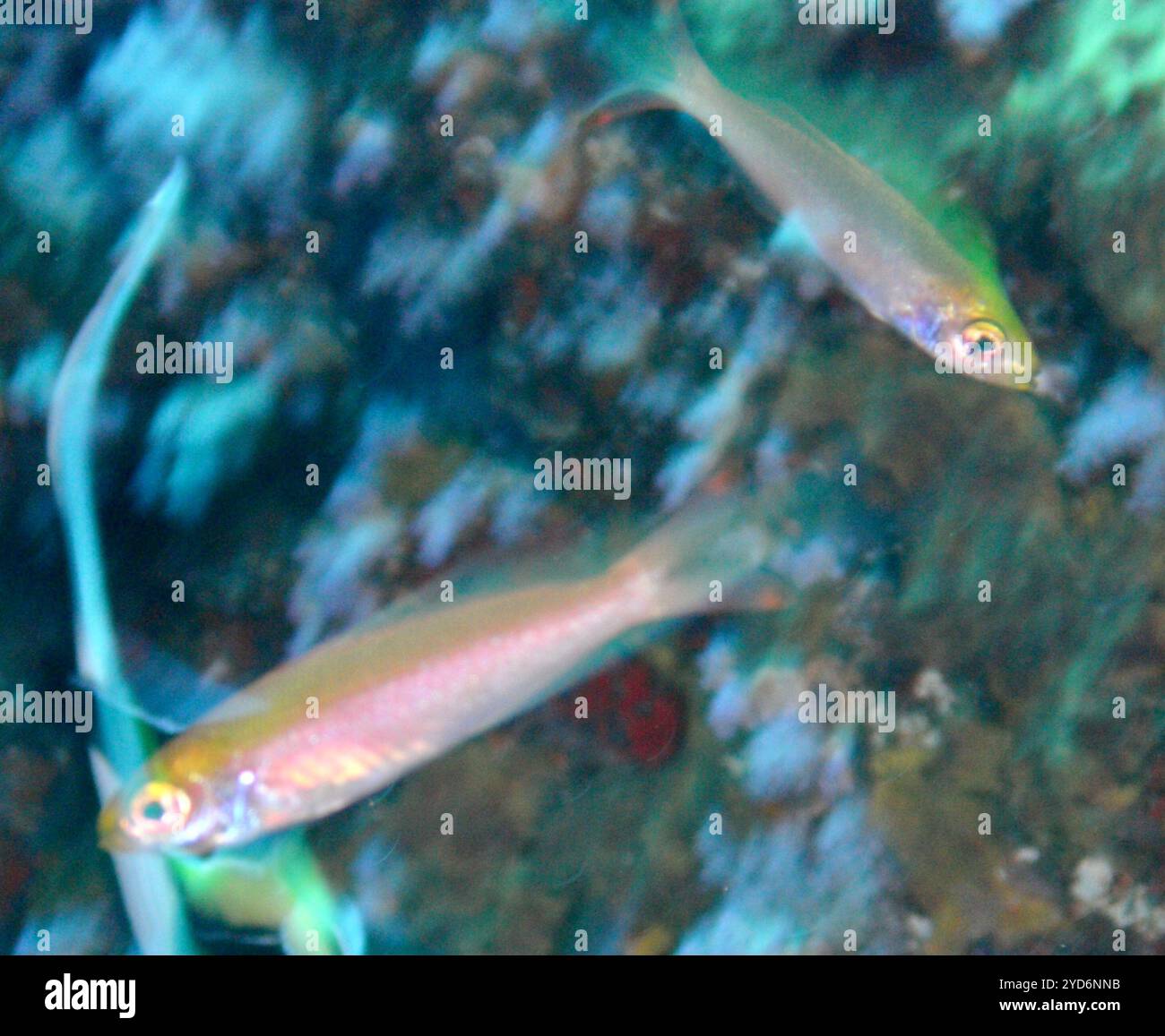 Ray-finned Fishes (Actinopterygii Stock Photo - Alamy